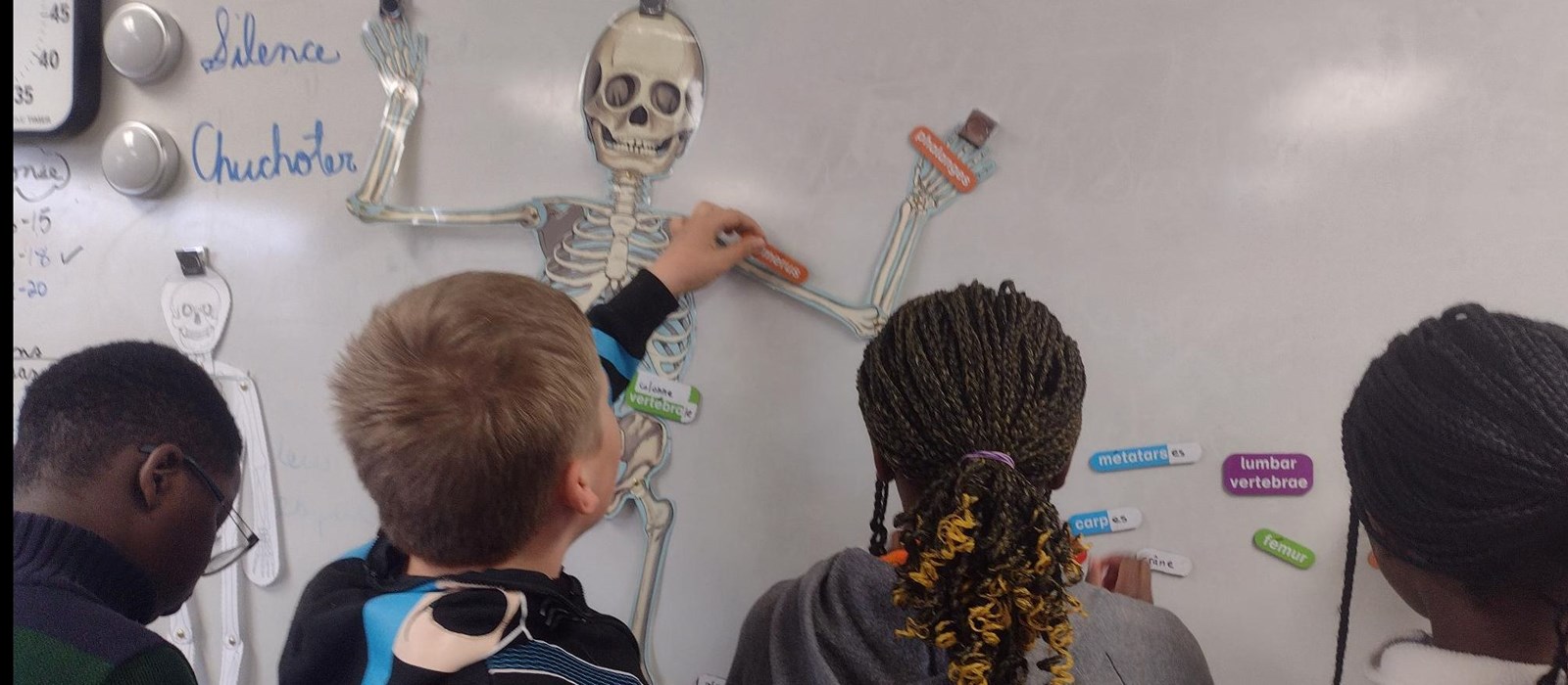 Studying the Human Body